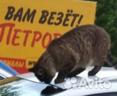 Чей кот