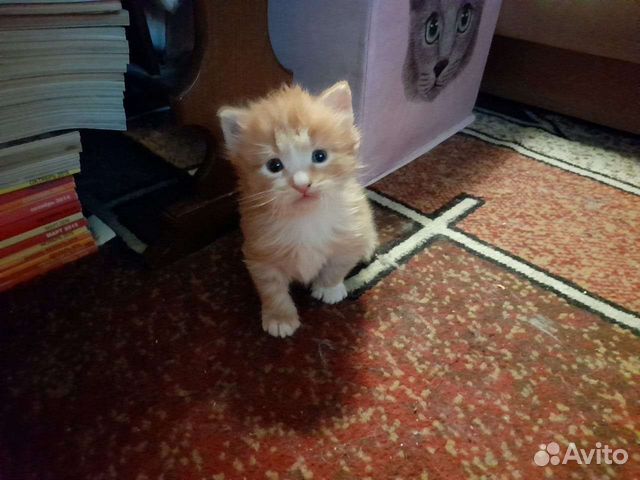 Котёнок