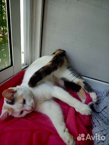 Красавица Жанетта