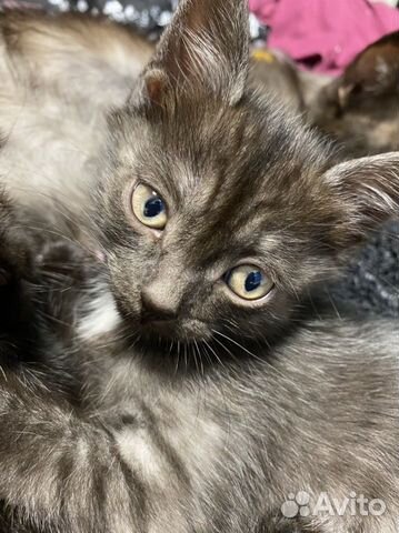 Кошечка девочка красавица