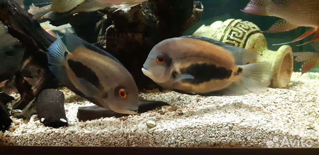 Продам уару