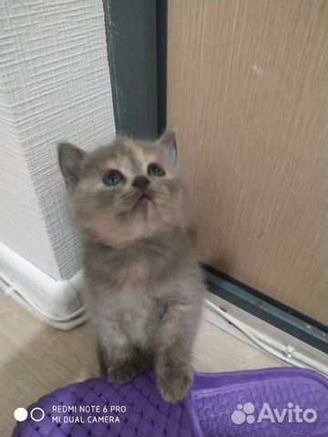 Шотландский котенок