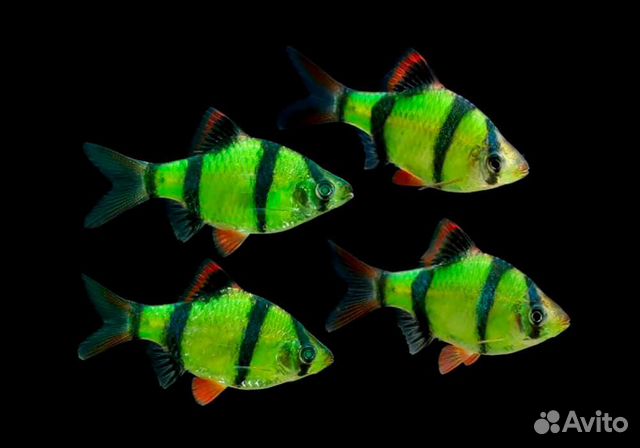 Пару барбусов суматранских - отдам