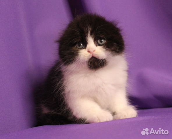 Малыш хайленд фолд с документами