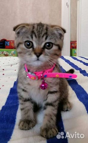 Шотландская вислоухая кошка