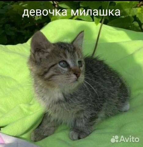 Котенок