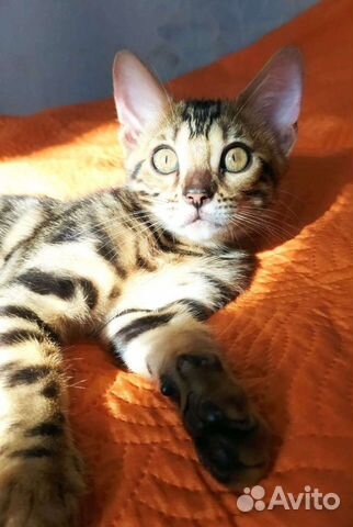 Бенгальская кошка, 2,5 месяца