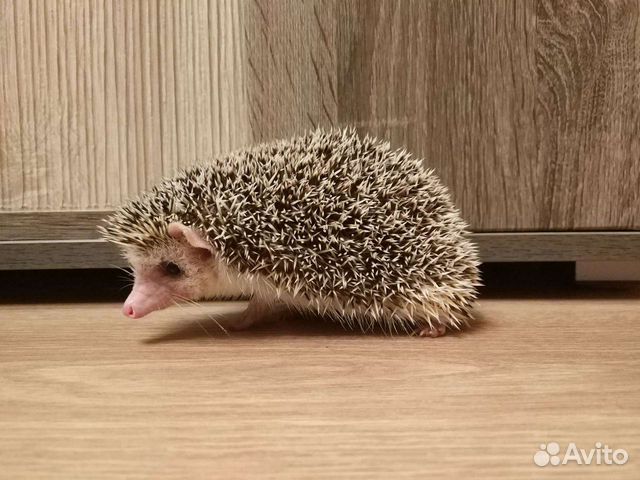 Ёж на вязку