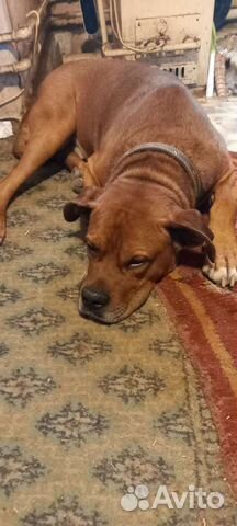 Кобель на случку