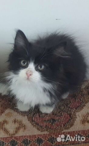 Пушистая девочка 2 месяца с доставкой