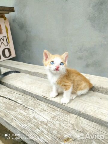 Котята в добрые руки бесплатно, котятам 1.5 месяца