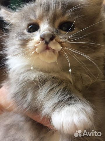 Самые красивые котятки