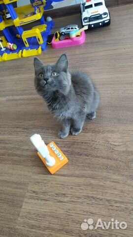 Сибирские котята в добрые руки