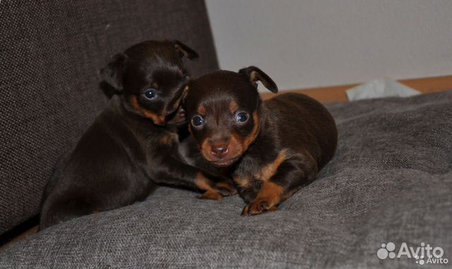 Той-терьер щенки