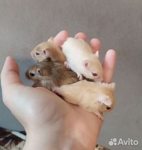 Песчанка