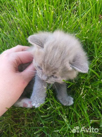 Британские котята