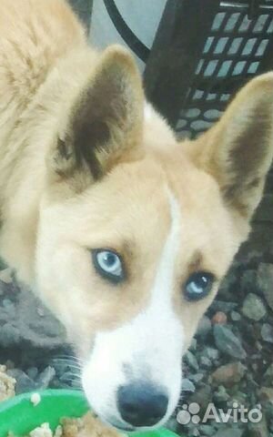 Сибирский хаски