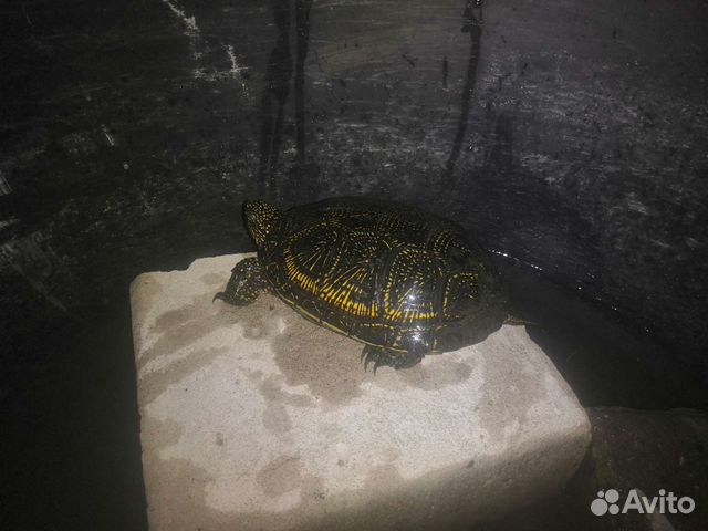 Черепаха пресноводная