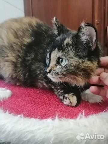 Кошечка Вишня