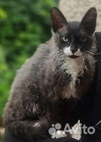 Сфинк, полусфинкс