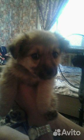 Собака в добрые руки щенок мальчик на вид примерно