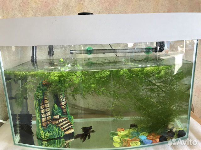 Аквариум