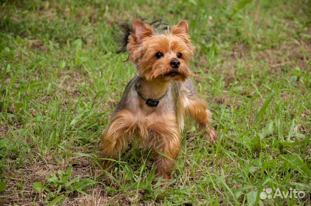 Йоркширский терьер вязка