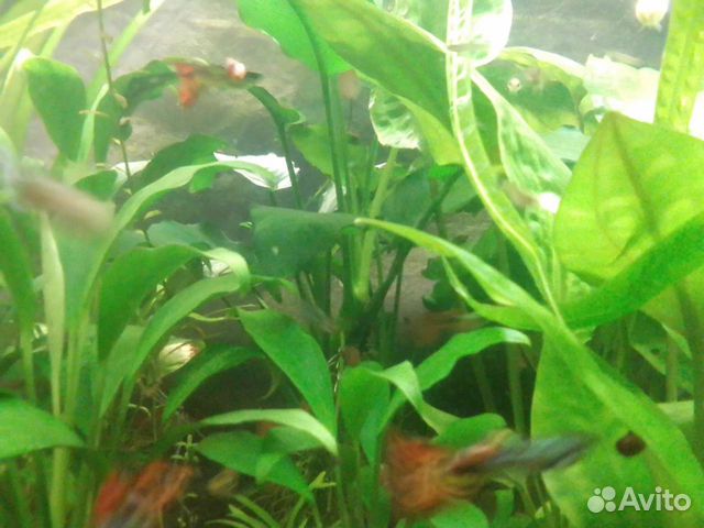 Аквариумные рыбки гуппи