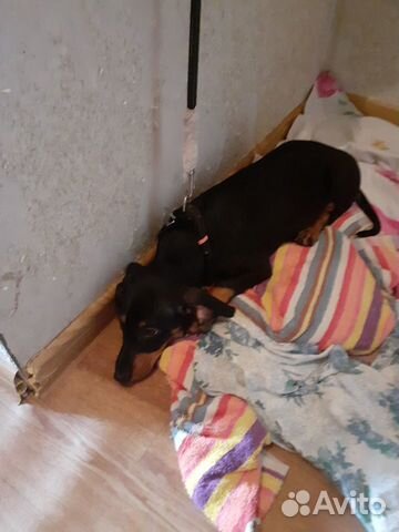 Такса мама обычная такса папа крол