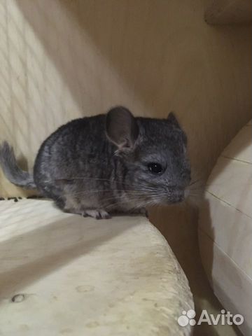 Шиншиллы малыши