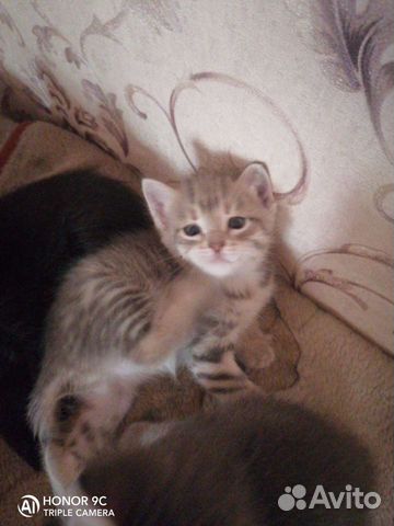 Кошки в добрые руки бесплатно