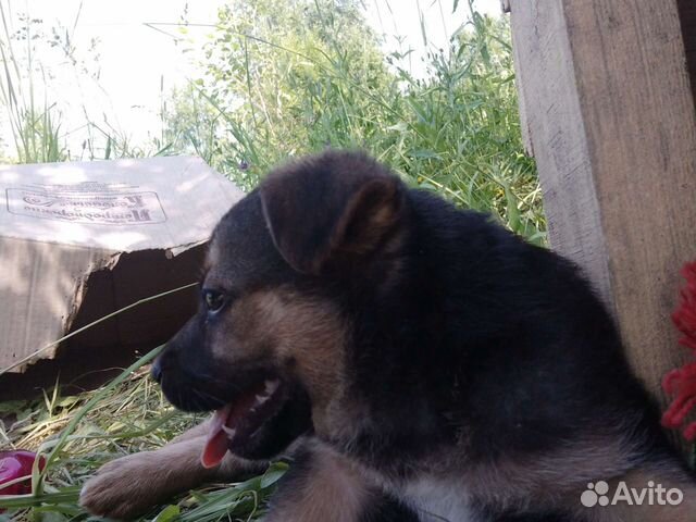 Отдам щенков в добрые руки