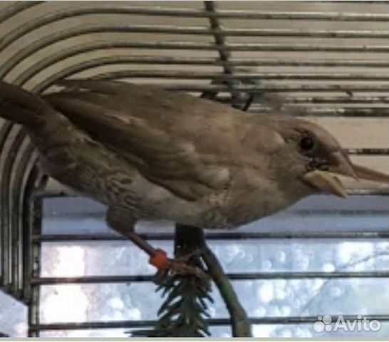 Японские амадины