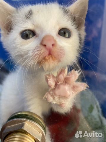 Микро-котики-спасёныши