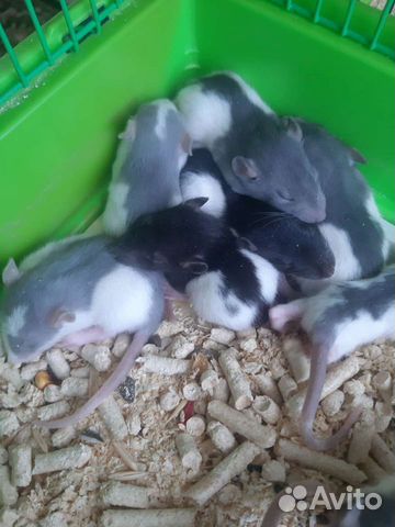 Крысята дамбо