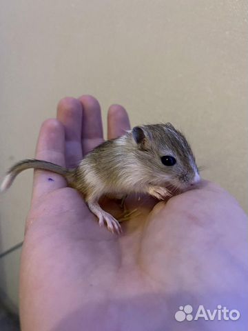 Песчанка малыши