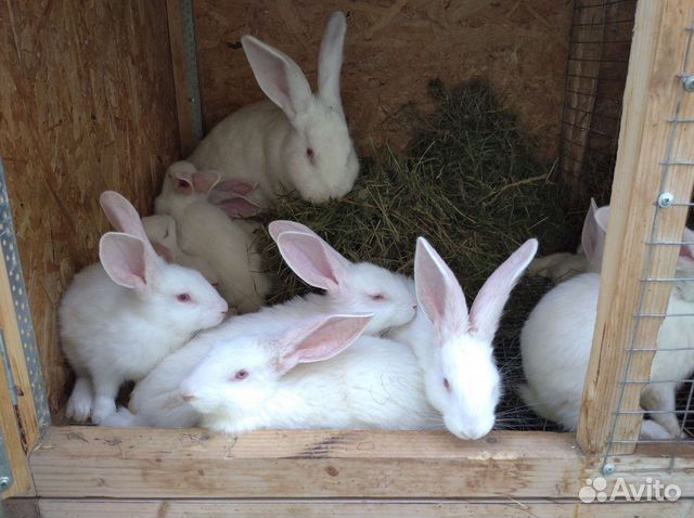 Крольчата белый великан