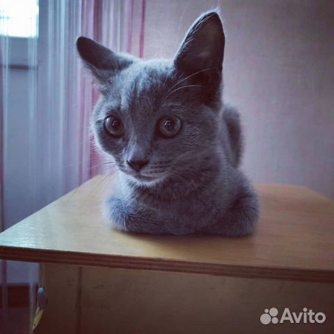 Русская голубая