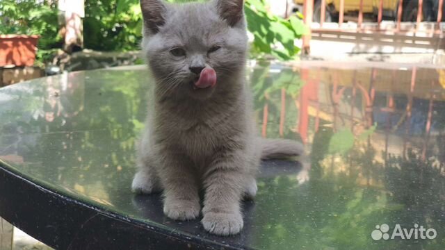 Британский лиловый котенок