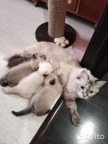 Кошка