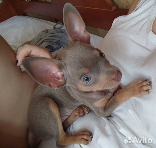 Щеночек Той-терьер