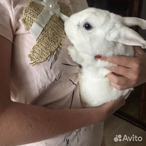 Карликовый кролик