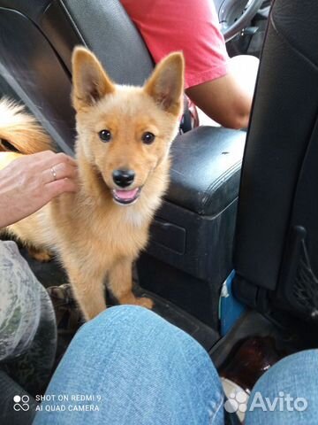 Карелофинская лайка