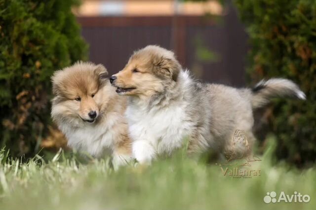 Щенки колли длинношерстного