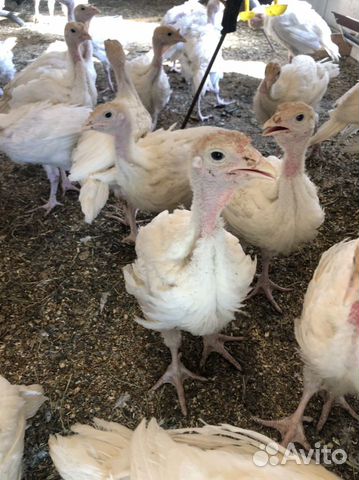 Индюки индюшата, цесарки, куропатка, кеклик, джерс