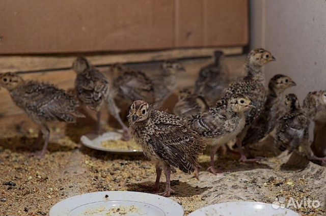 Фазанята подрощенные месячные