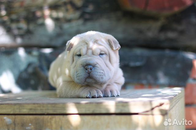 Плюшевое счастье