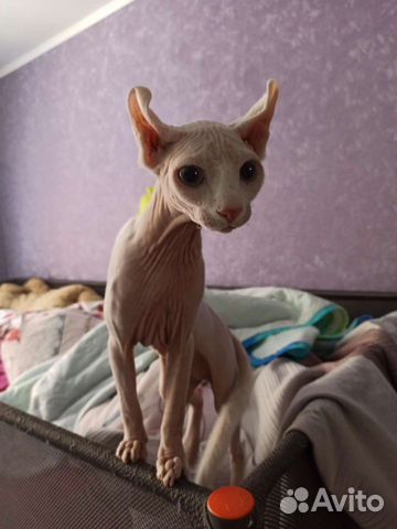Сфинкс эльф