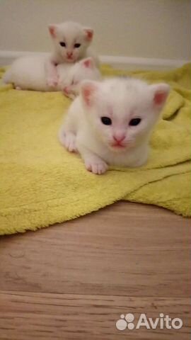 Турецкая ангора