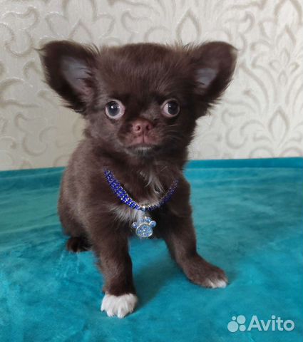 Малыш шоколадик